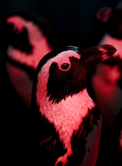 Oiled African Penguins Dry Under Infrared Editorial Stock Photo - Stock ...