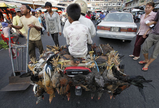 Cambodian People Ride Motorcycle Loaded Chickens Editorial Stock Photo ...