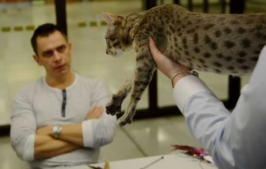 Owner Shows His Bengal Cat Jury Editorial Stock Photo - Stock Image ...