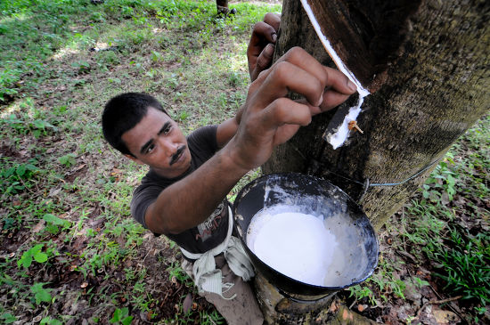 Indian Rubber Farmer Collects Latex Rubber Editorial Stock Photo ...