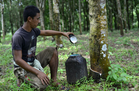 Indian Rubber Farmer Collects Latex Rubber Editorial Stock Photo ...