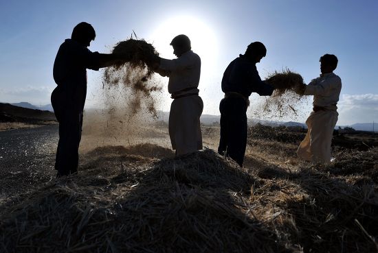 Yemeni Farmers Winnow Wheat Wind Separate Editorial Stock Photo - Stock ...