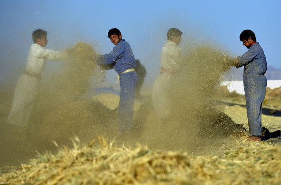Yemeni Farmers Winnow Wheat Wind Separate Editorial Stock Photo - Stock ...