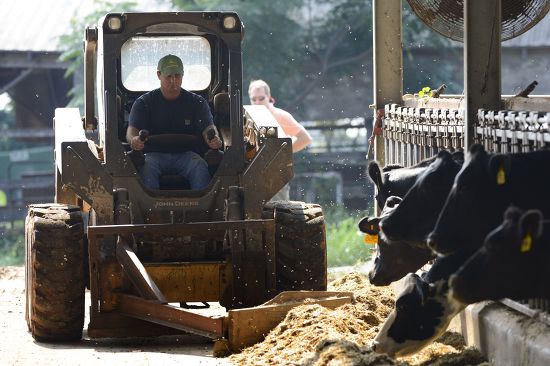 Dairy Farmer Danny Bell Pushes Feed Editorial Stock Photo - Stock Image ...