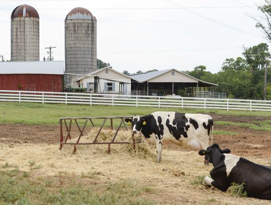 Cow Seen Dixie Ridge Dairy Eatonton Editorial Stock Photo - Stock Image ...