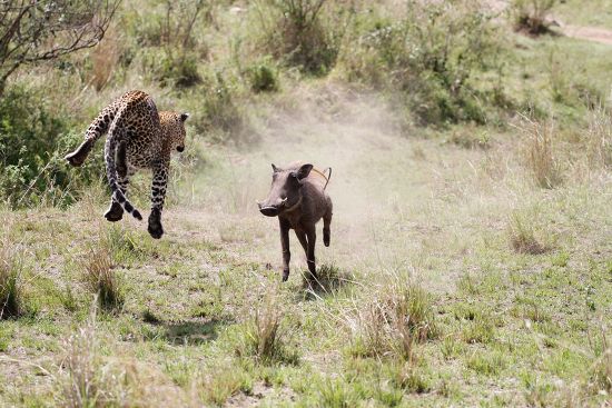 Battle Between Warthog Leopard Editorial Stock Photo - Stock Image ...