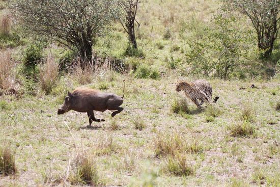 Battle Between Warthog Leopard Editorial Stock Photo - Stock Image ...
