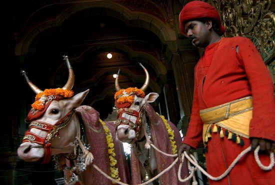 Palace Guard Brings Royal Cows Mysore Editorial Stock Photo - Stock ...