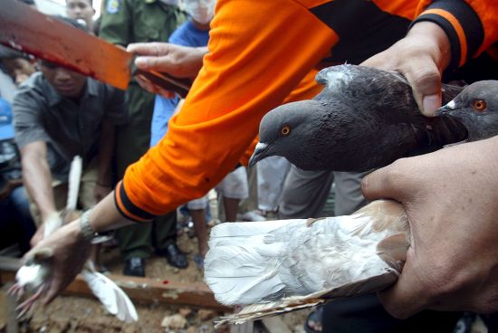 Indonesian Officer Holds Pigeons They Kill Editorial Stock Photo ...