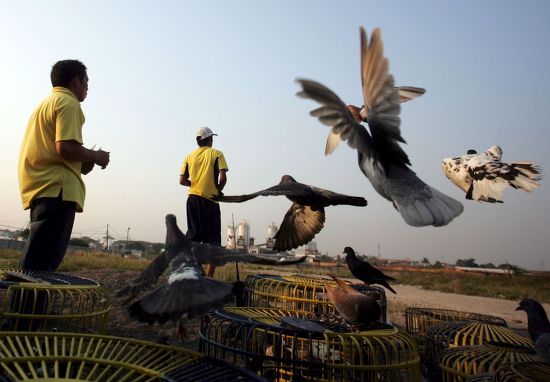 Two Indonesian Bird Vendors Hold Pigeons Editorial Stock Photo - Stock ...
