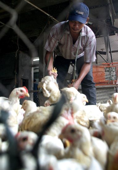 Poultry Worker Chicken Farm Jakarta Indonesia Editorial Stock Photo ...