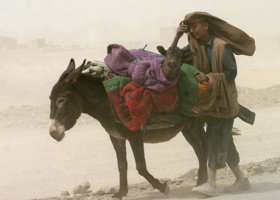 Labourer Transports His Sick Baby Buffalo Editorial Stock Photo - Stock ...
