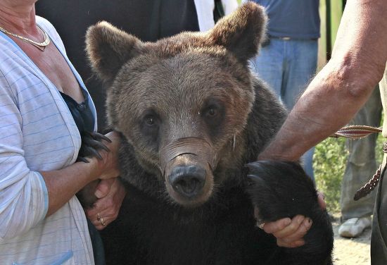 Circus Bear Trainer Mircea Molnar R Editorial Stock Photo - Stock Image ...