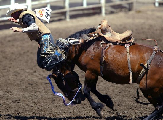 Cowboy Tyler Cronkhite New Dayton Alberta Editorial Stock Photo - Stock ...