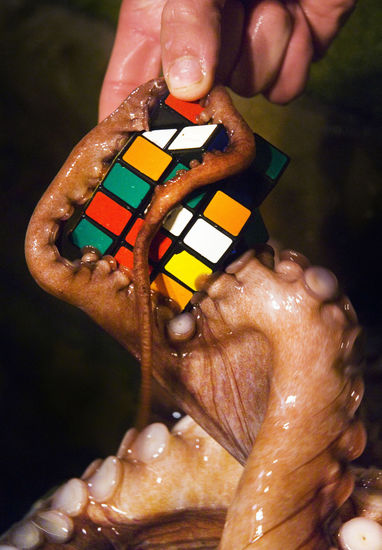 Octopus Rubiks Cube Editorial Stock Photo - Stock Image | Shutterstock