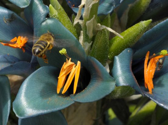 Puya Plant Chile Has Been Grown Editorial Stock Photo - Stock Image ...