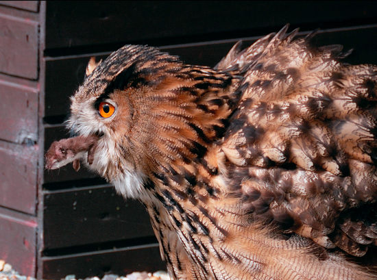 European Eagle Owl Poppy Swallowing Weasel Editorial Stock Photo ...