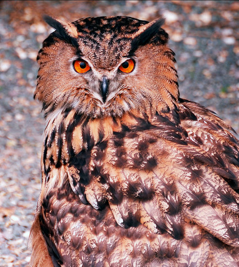 European Eagle Owl Poppy Editorial Stock Photo - Stock Image | Shutterstock