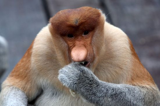 Male Proboscis Monkey Known Big Pendulous Editorial Stock Photo - Stock ...