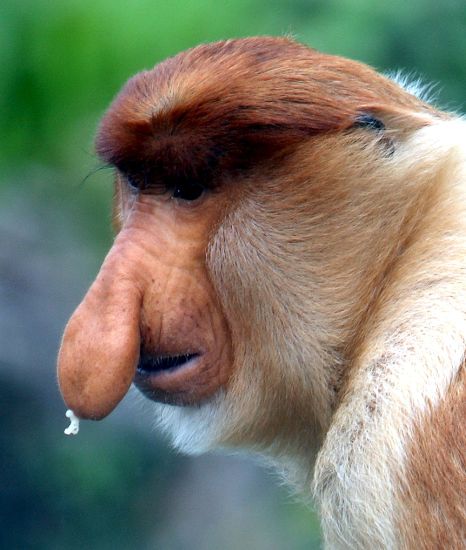 Male Proboscis Monkey Known Big Pendulous Editorial Stock Photo - Stock ...