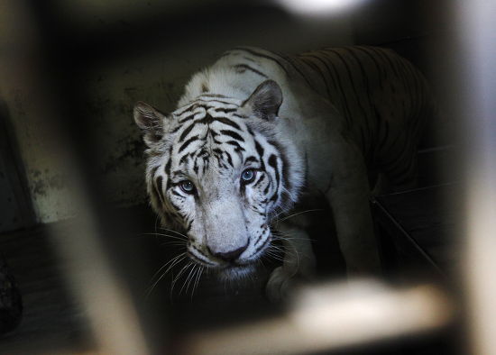 White Tiger Omar Looks Out Enclosure Editorial Stock Photo - Stock ...