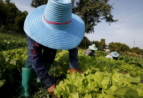 Farm Workers Weed Organic Lettuces Pluk Editorial Stock Photo - Stock ...