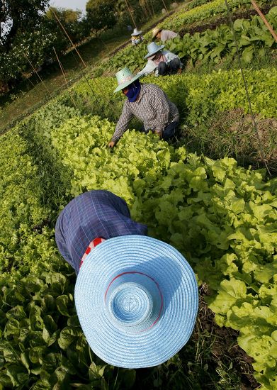 Farm Workers Weed Organic Lettuces Pluk Editorial Stock Photo - Stock ...