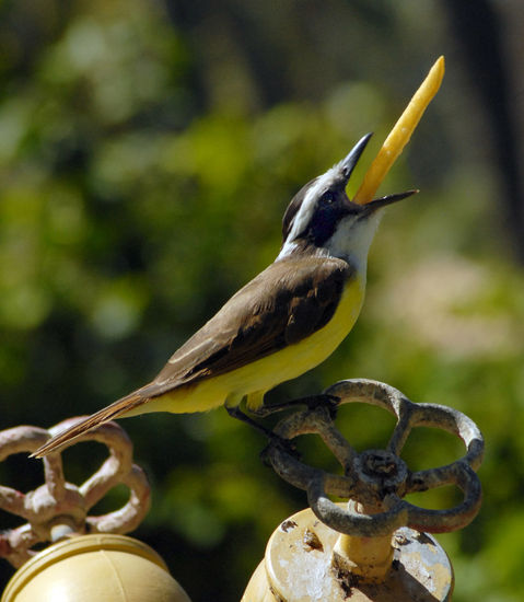 Great Kiskadee Flycatcher Bird Eating Chip Editorial Stock Photo ...