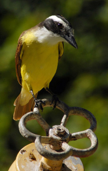 Great Kiskadee Flycatcher Bird Editorial Stock Photo - Stock Image ...