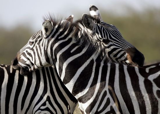 Two Zebras Scratch Each Others Backs Editorial Stock Photo - Stock ...