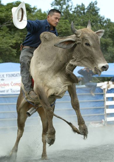 Local Cowboy Rides Bull Cattle Riding Editorial Stock Photo - Stock ...
