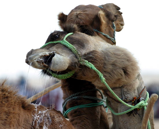 Camels Fight During Opening Sahara International Editorial Stock Photo ...