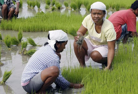 Filipino Farmers Plant Rice Tablas Romblon Editorial Stock Photo ...