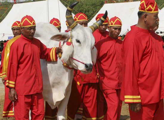 Royal Oxen Led Around Royal Grounds Editorial Stock Photo - Stock Image ...