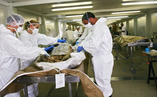 Disaster Victims Identification Dvi Team Members Editorial Stock Photo ...