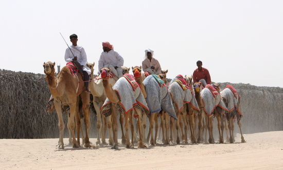 Camel Riders Prepare Their Camels During Editorial Stock Photo - Stock ...