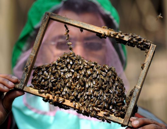 Indian Bee Keeper Examines Honeycomb Indian Editorial Stock Photo ...