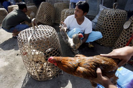 Indonesian Chickens Vendor Serves Customer Bird Editorial Stock Photo ...