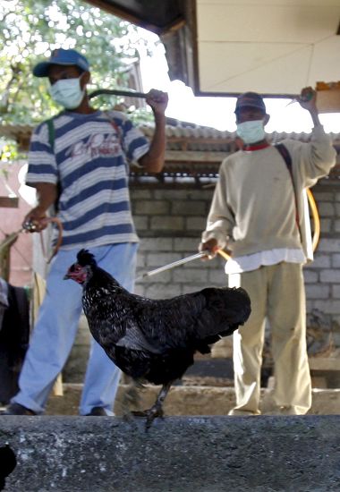 Indonesian Workers Spray Disinfectant On Chickens Editorial Stock Photo ...