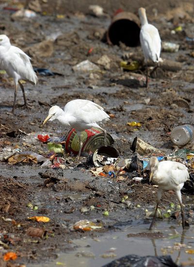 Birds Disect Waste Dumped Heavily Polluted Editorial Stock Photo ...