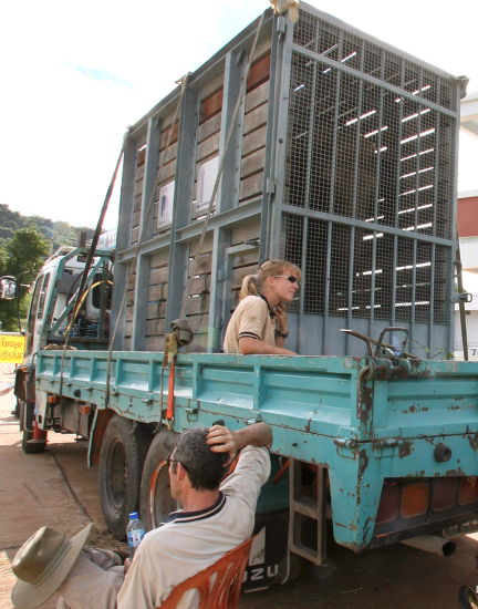 Australian Zoo Officer Sit Next Thai Editorial Stock Photo - Stock ...