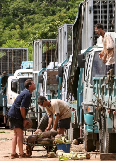 Australian Zoo Officer Prepare Food Thai Editorial Stock Photo - Stock ...