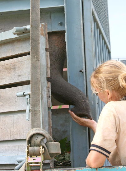 Australian Zoo Officer Tends Thai Elephant Editorial Stock Photo ...