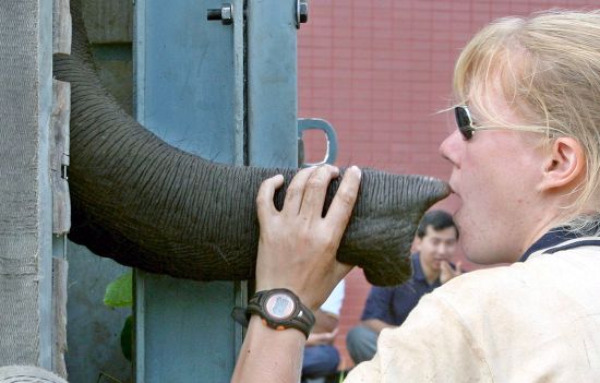 Australian Zoo Officer Tends Thai Elephant - Foto de stock de contenido ...