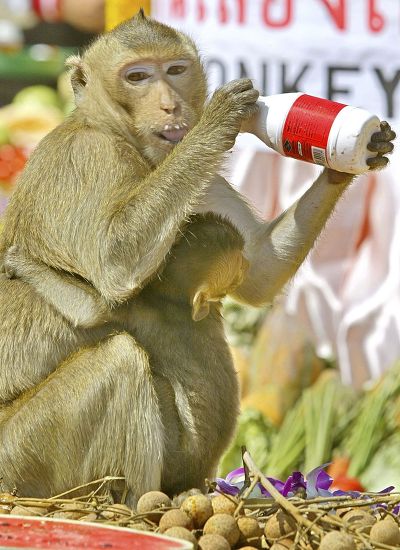 Monkey Drinks Bottle Milk During Monkey Editorial Stock Photo - Stock ...