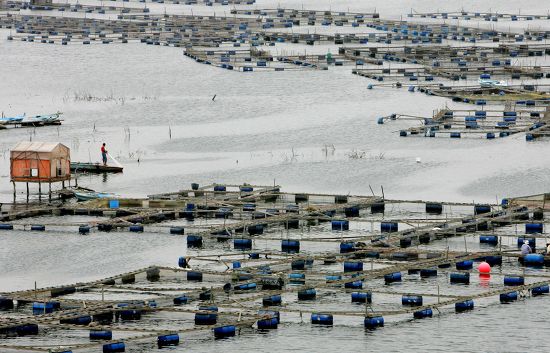 General View Fish Farms Rashid Town Editorial Stock Photo - Stock Image ...