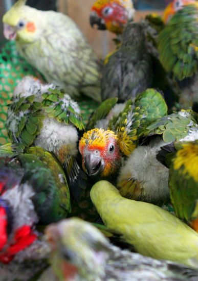 Young Parrots Sale Bird Market Bangkok Editorial Stock Photo - Stock ...