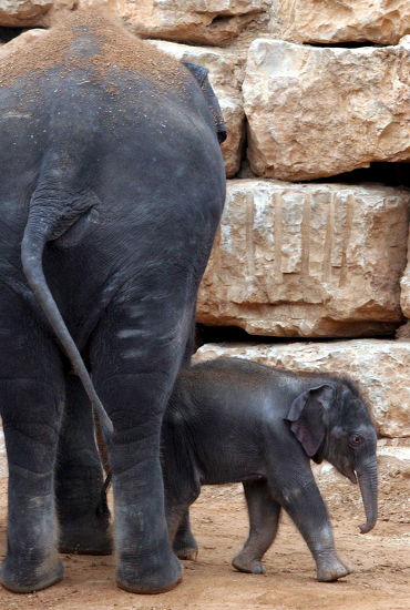 Tendayold Elephant Calf Gabi Biblical Zoo Editorial Stock Photo - Stock ...