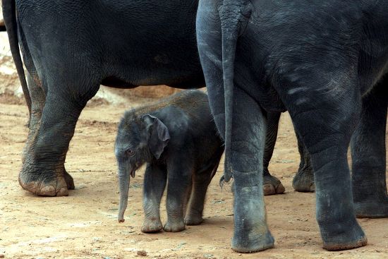 Tendayold Elephant Calf Gabi Biblical Zoo Editorial Stock Photo - Stock ...