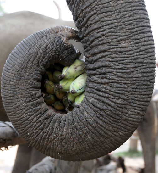 Maximus Max Possibly Thailands Tallest Elephant Editorial Stock Photo ...